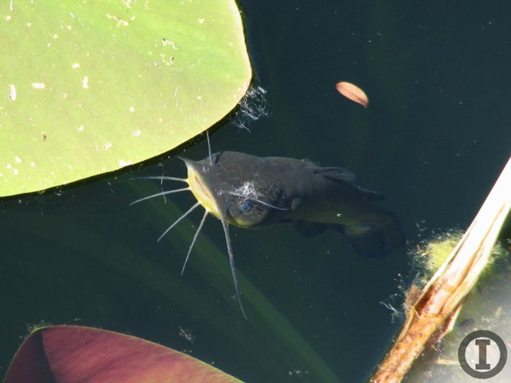Siluriformes, somovi – svartberg