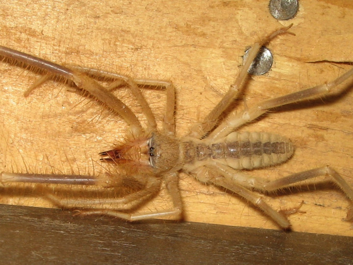 Solifugae, mračnice, solifuge – svartberg