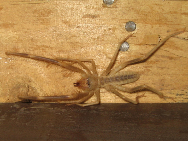 Solifugae, mračnice, solifuge – svartberg