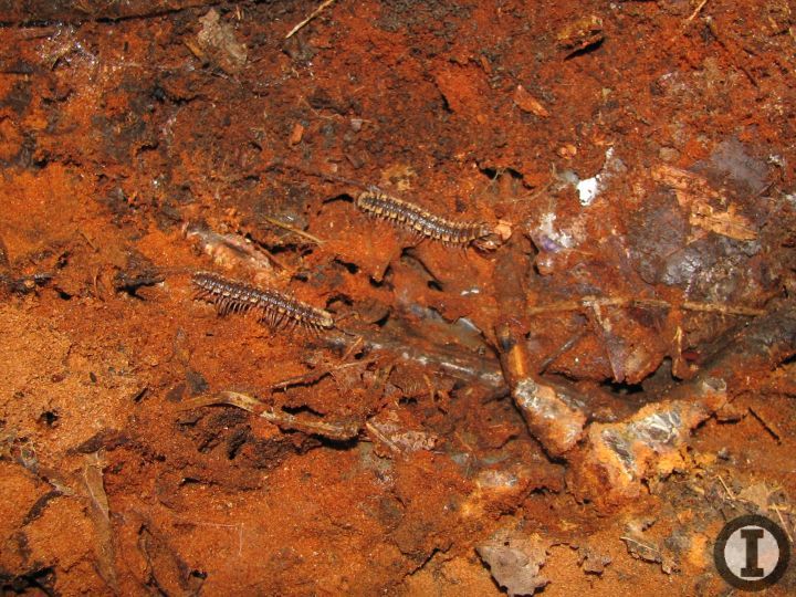 Myriapoda, stonoge – svartberg