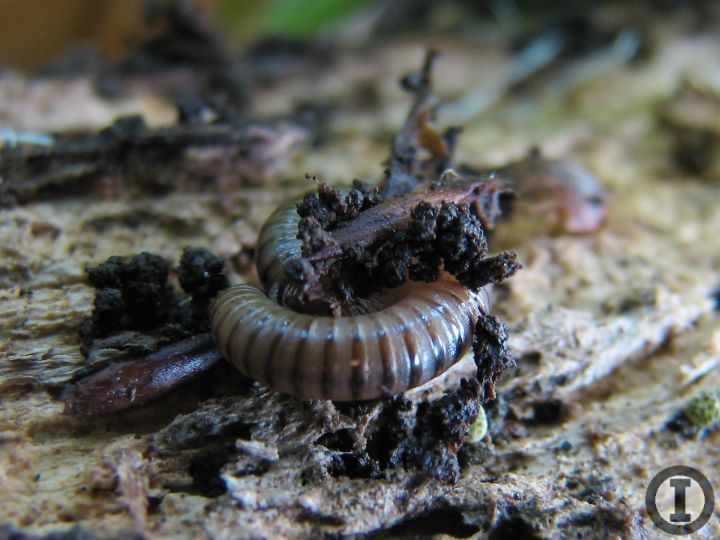 Myriapoda, stonoge – svartberg